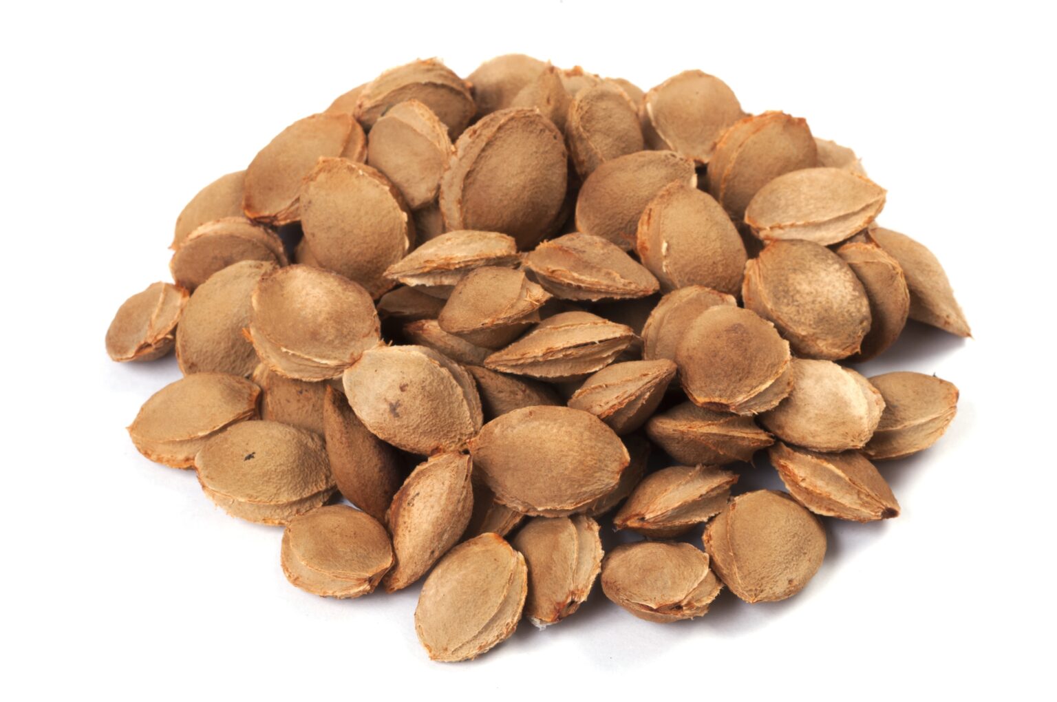 Apricot Kernels Producer & Exporter | Premium Quality Apricot Kernel